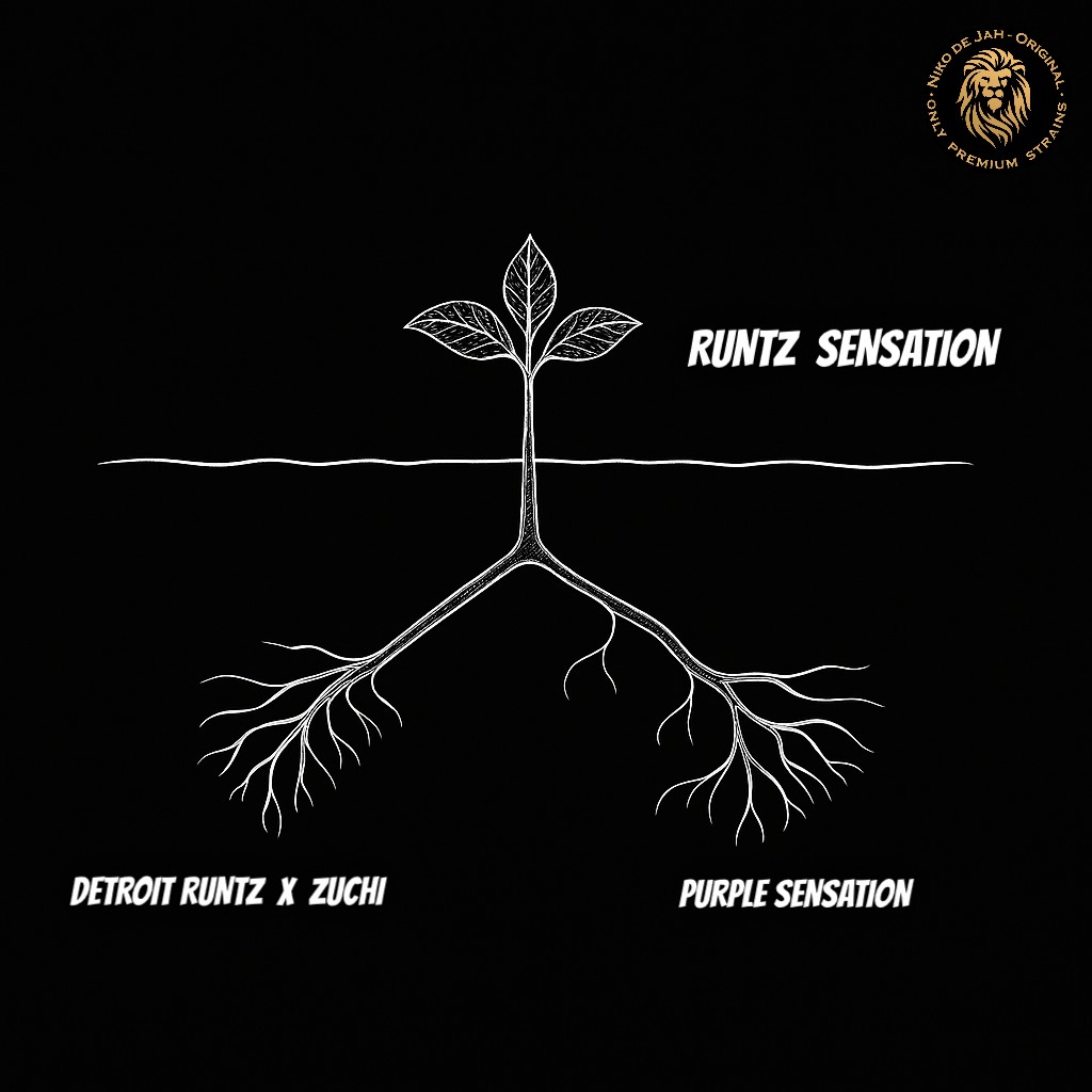 RUNTZ SENSATION – Niko De Jah